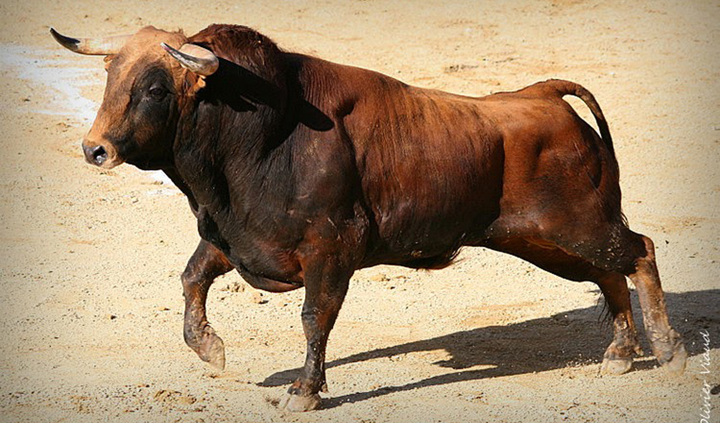 Toros en Garlin | Bienvenue sur le site de la Peña Taurine Garlinoise