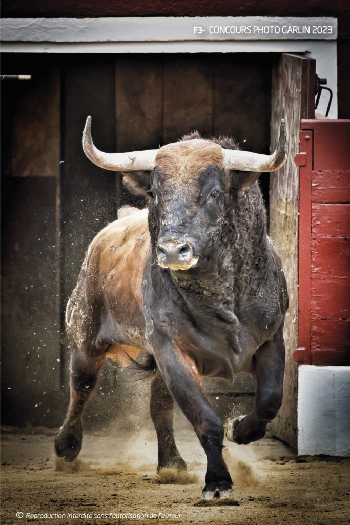 Les photos précédentes - Toros en Garlin